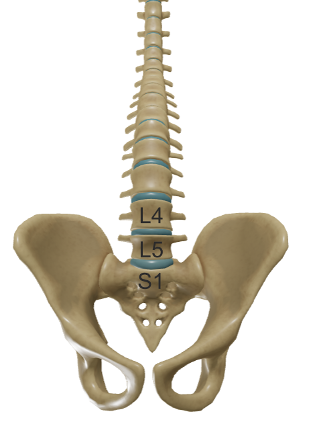 Transitional Spinal Anatomy - Low Back Pain Series - Mediphany
